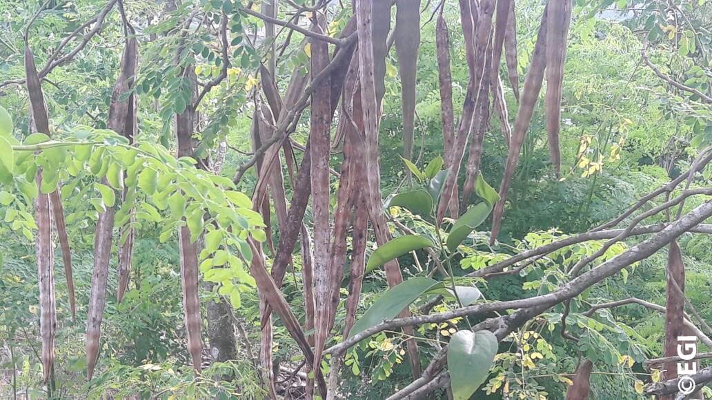 Field Trip to Tombel